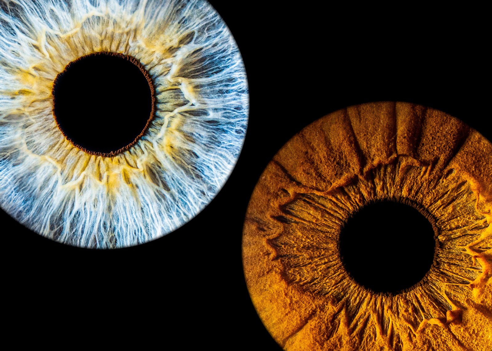 Shue Design - Iris Capture